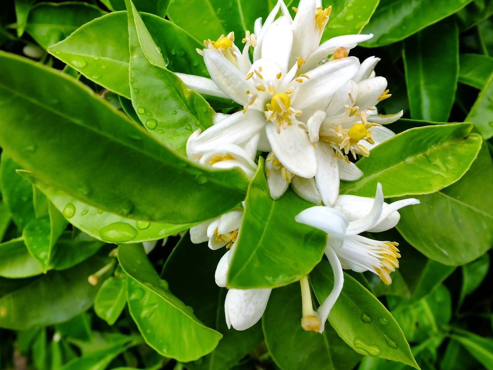 Condimentos en la gastronomía de México