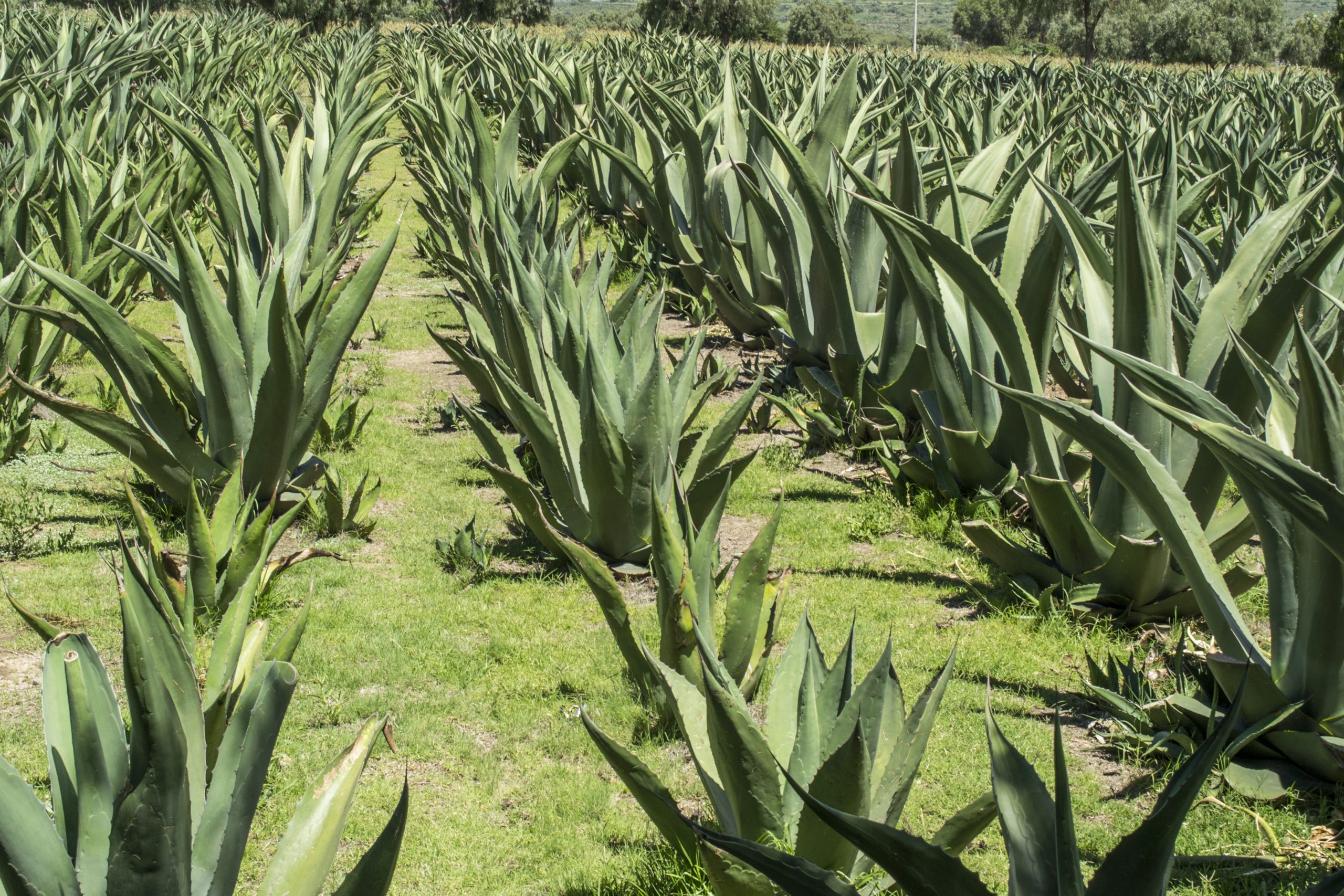 Variedades de maguey más usados para elaborar mezcal