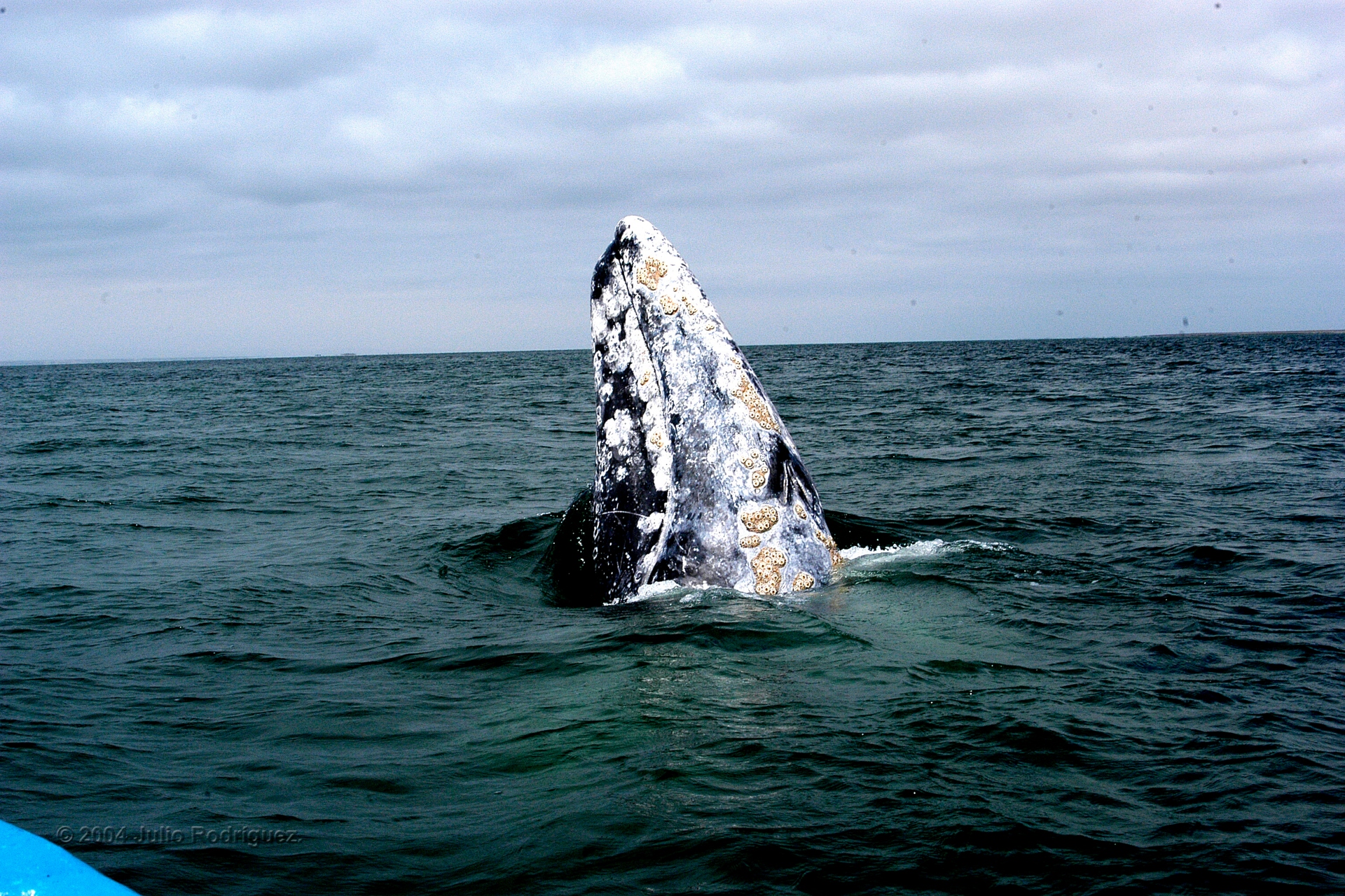 Todo lo que debes saber sobre el avistamiento de ballenas