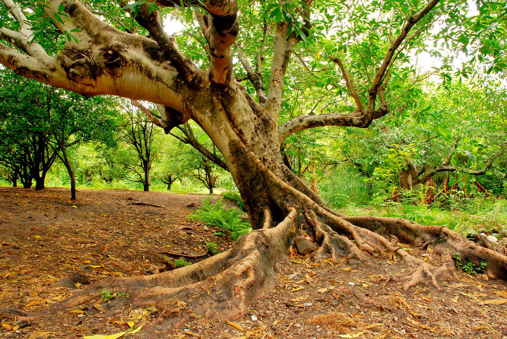 Ahuehuete: testigo de la historia de México
