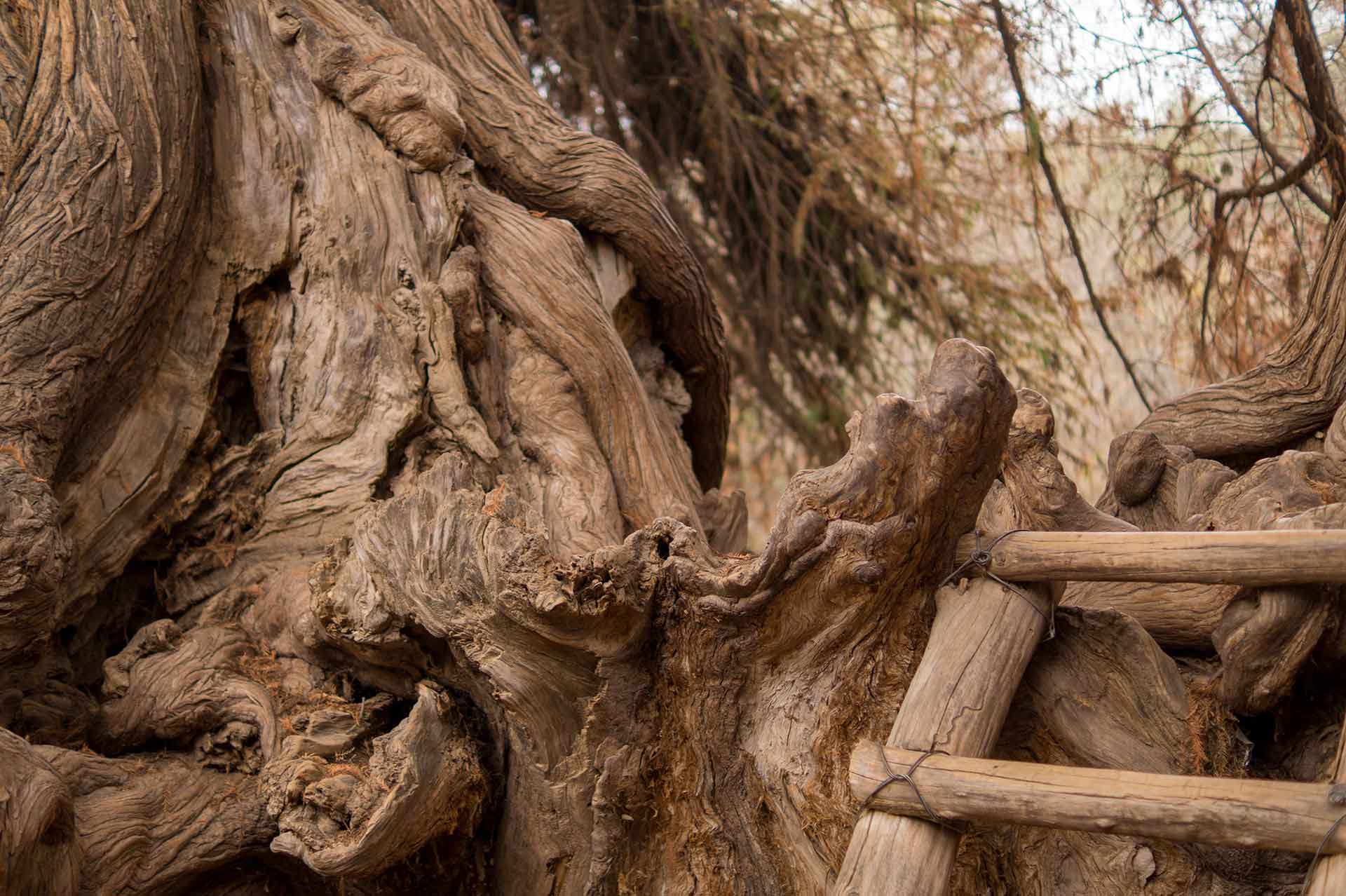 Ahuehuete: testigo de la historia de México