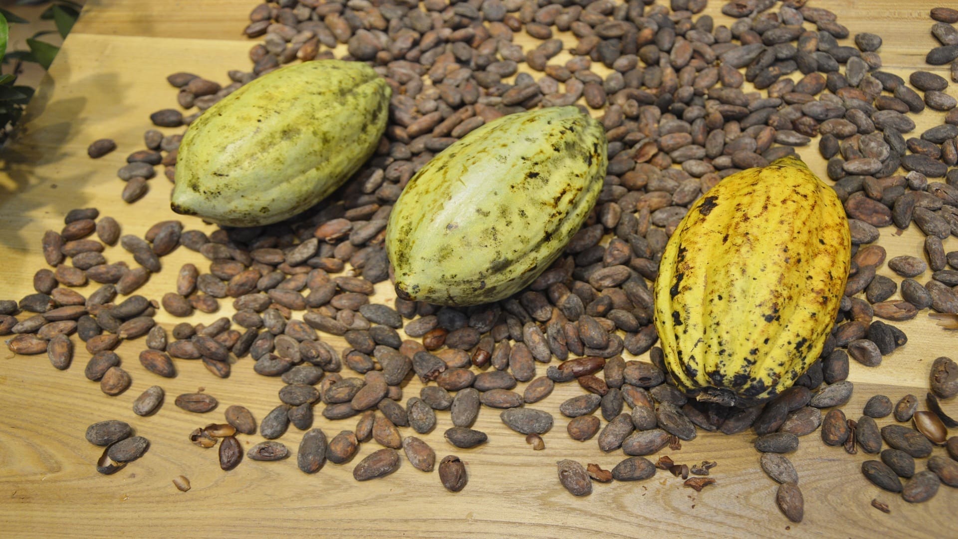 Paccari: chocolate orgánico hecho por indígenas latinoamericanos