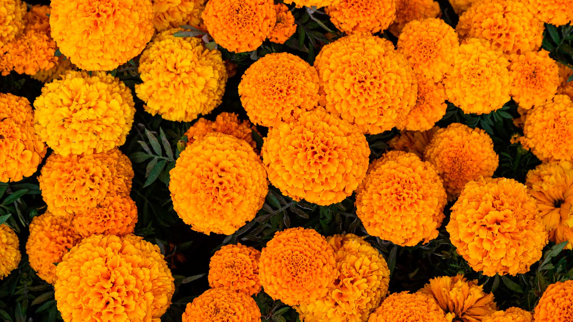 Cempasúchil: la flor de los muertos