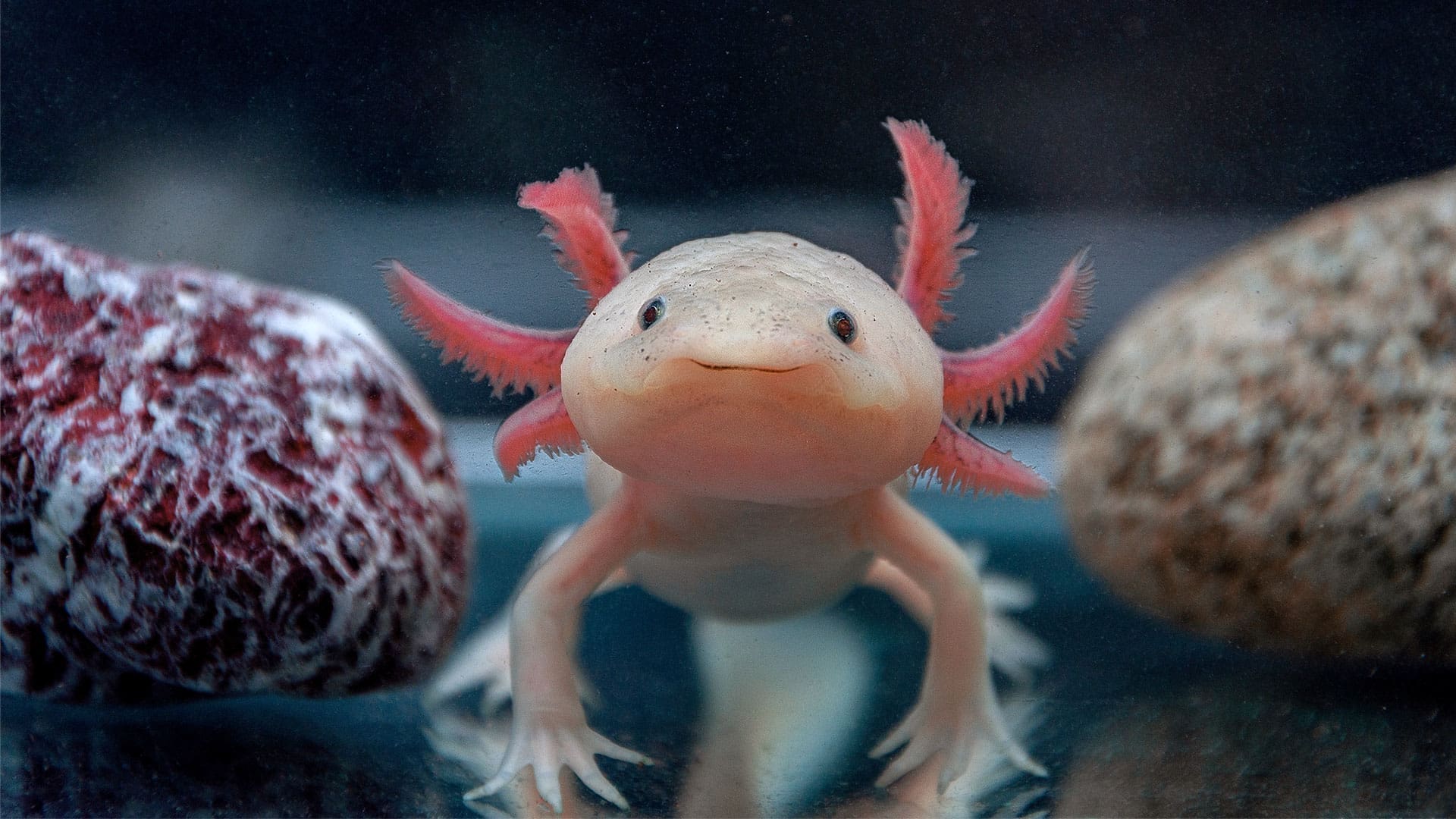 Día Nacional del Ajolote: mira dónde celebrarlo y cómo cuidarlo