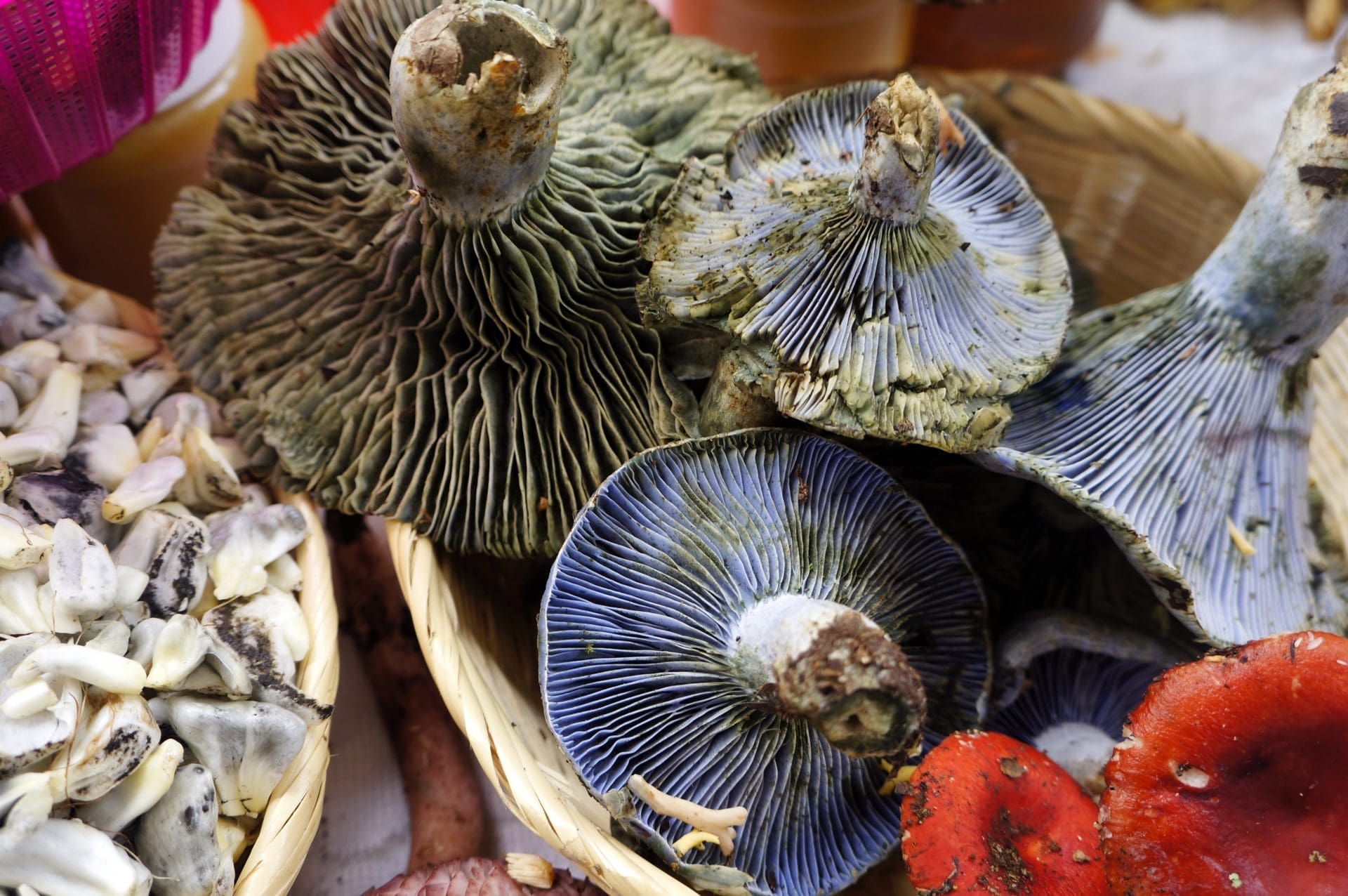 Hongos, las estrellas del Festival Gastronómico Valle de Bravo