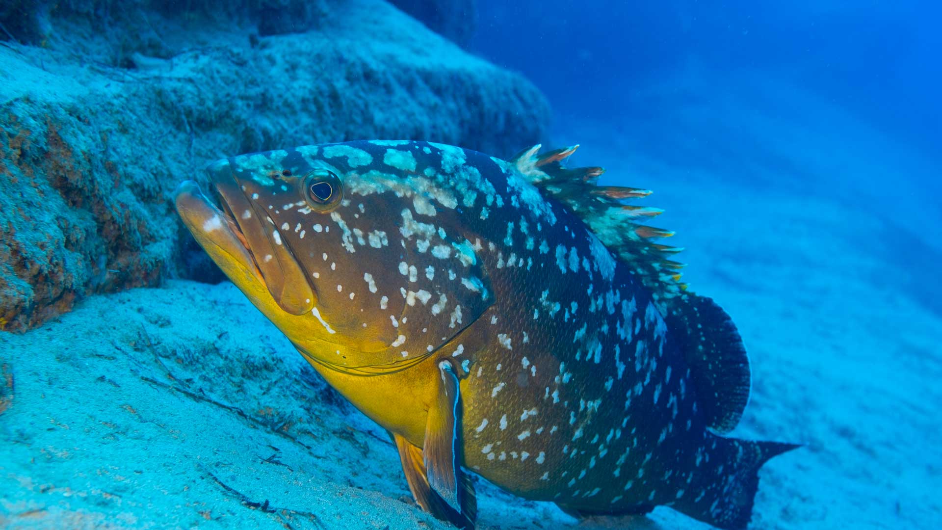 Lo que debes saber de la veda del pescado mero