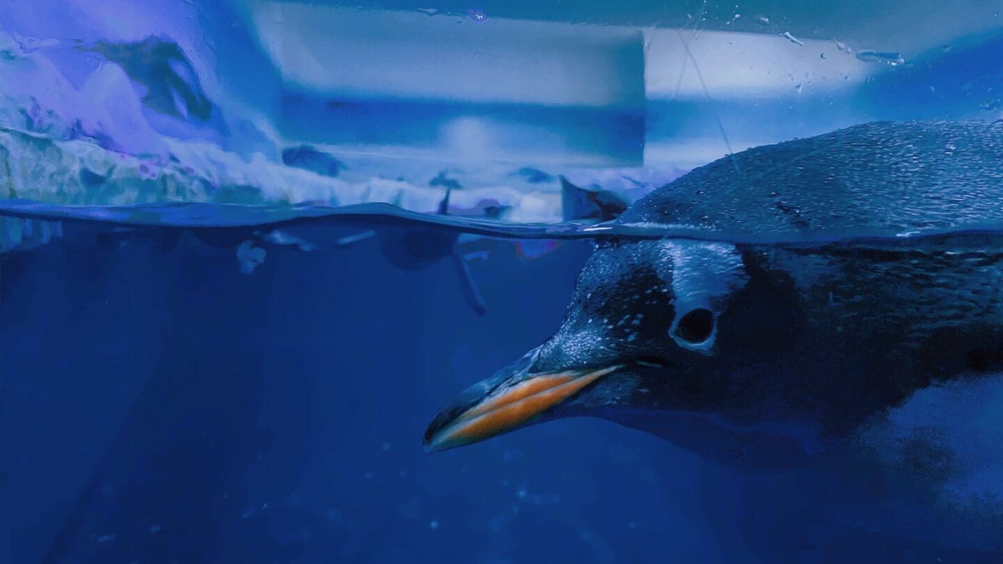 Conoce a Alex, el primer pingüino nacido en Ciudad de México