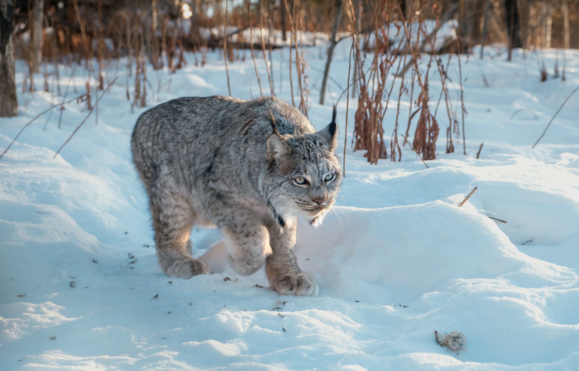 Invierno en Yukón: entre trineos, linces y auroras boreales